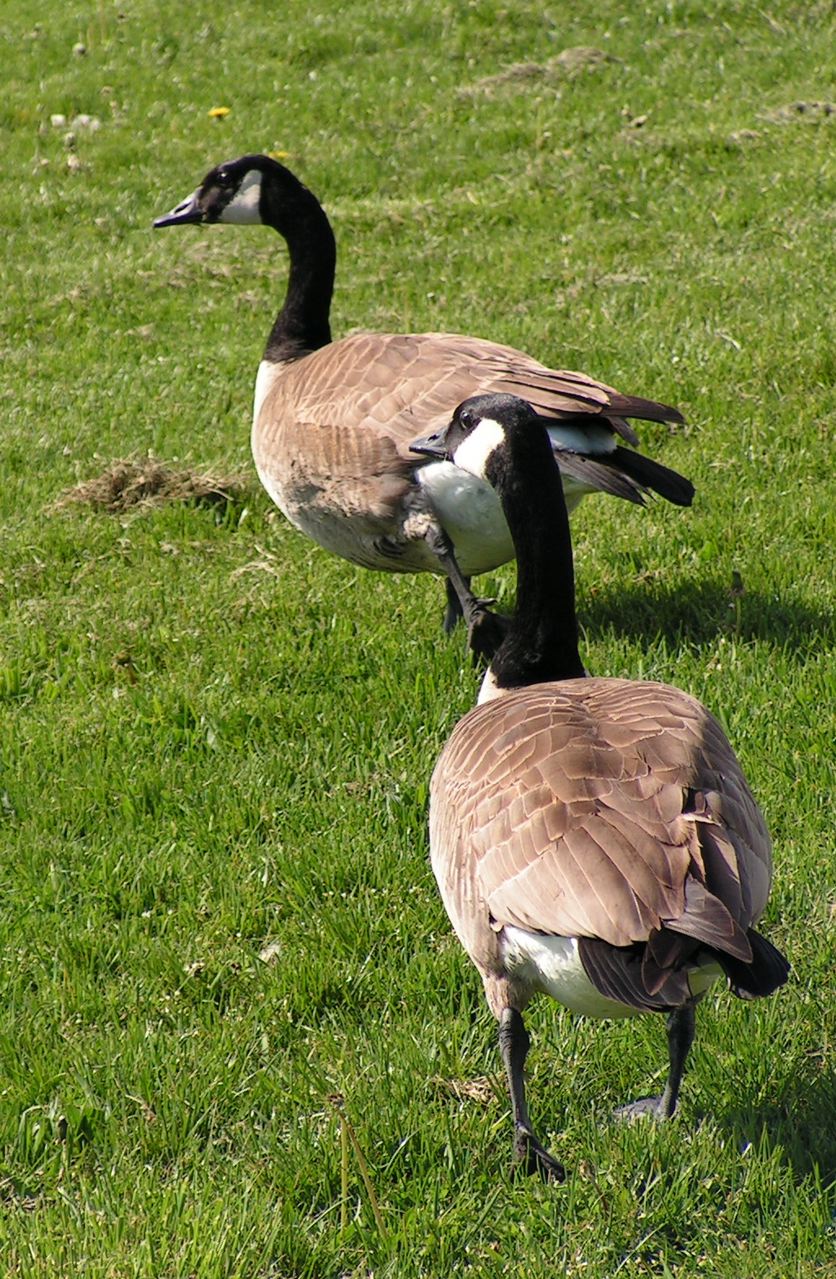 Geese landing – Attila the Mum